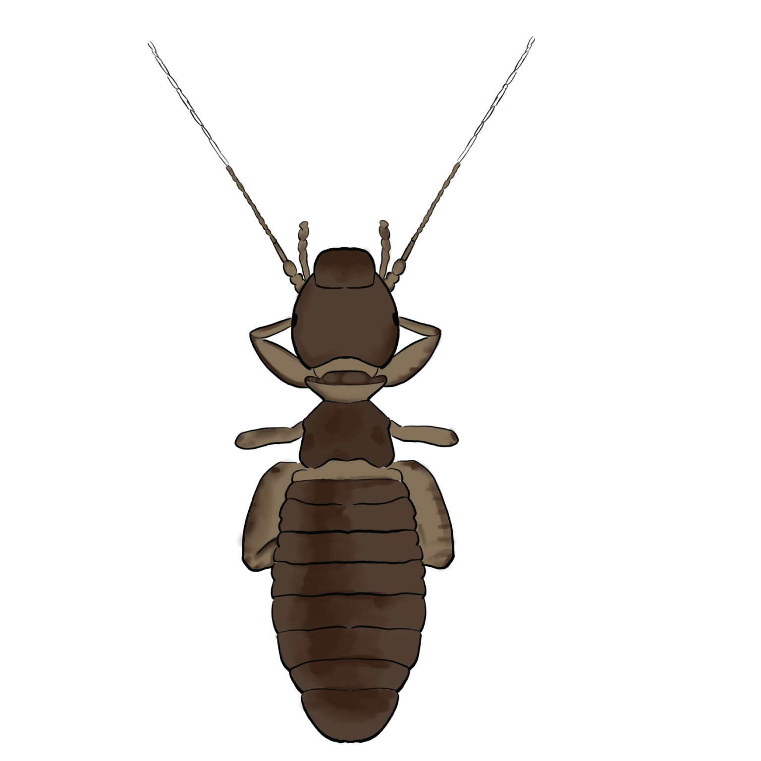 How to Get Rid of Booklice Naturally - The Bug Agenda