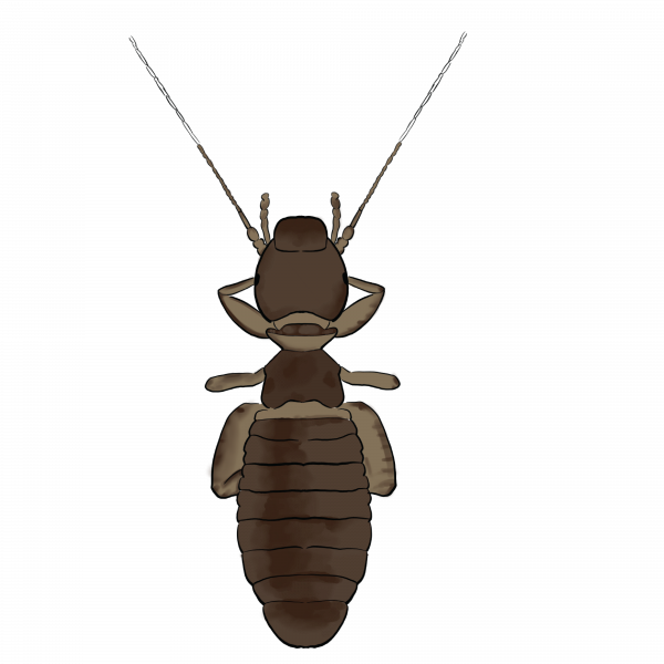 How to Get Rid of Booklice Naturally - The Bug Agenda