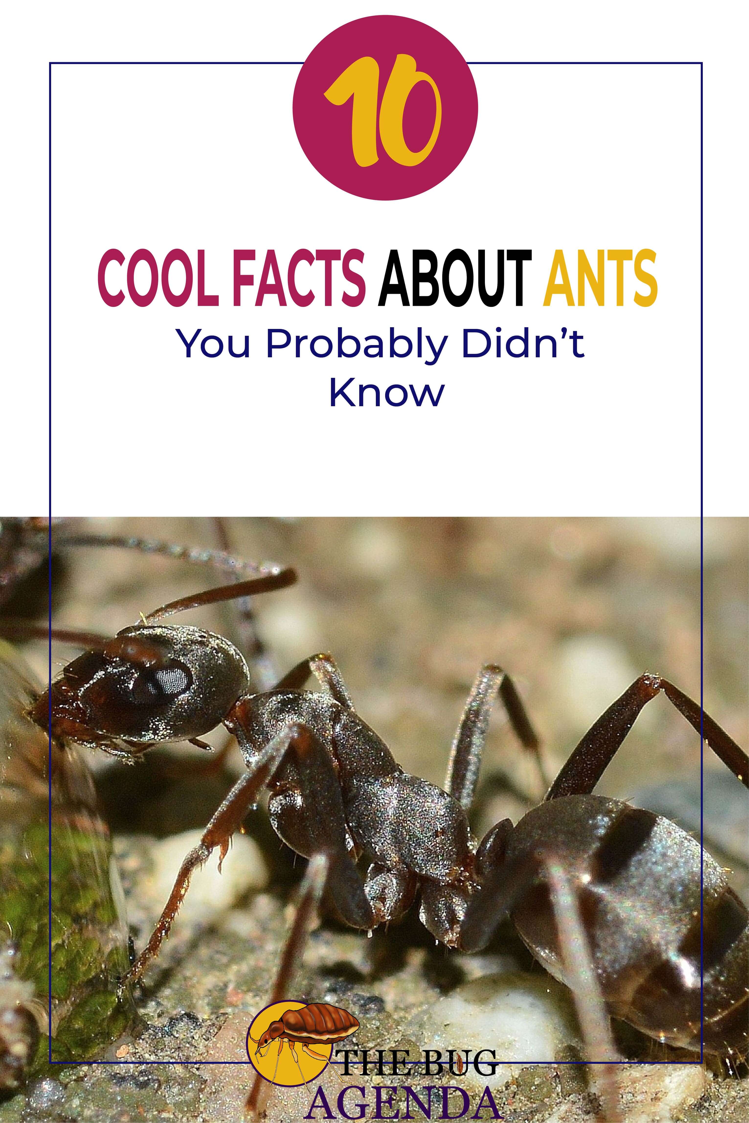 10 Cool Facts About Ants You Probably Didn’t Know - The Bug Agenda