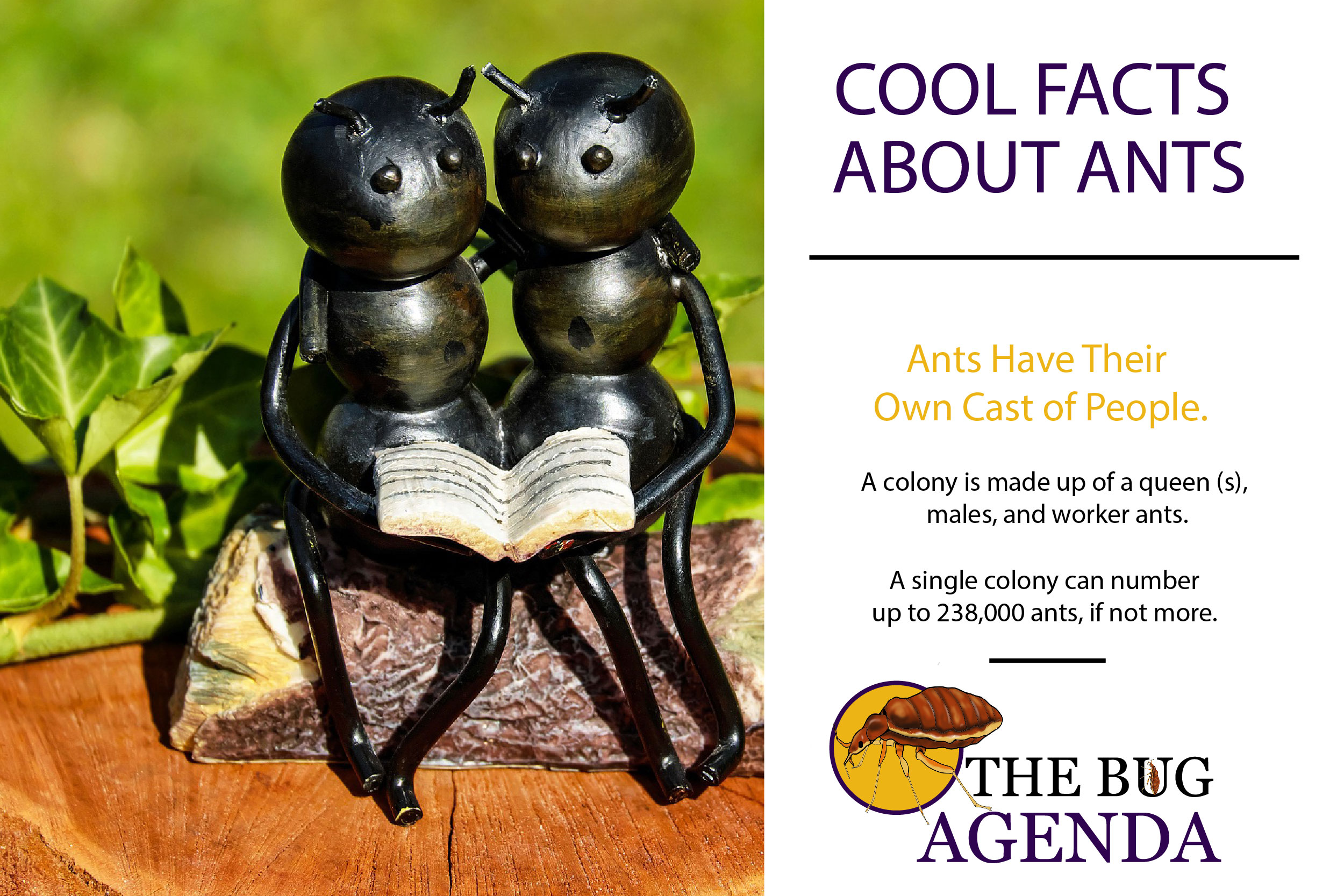 10 Cool Facts About Ants You Probably Didnt Know The Bug Agenda
