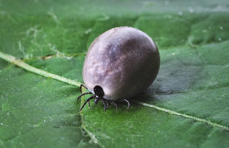 Types of Ticks in Michigan: What you Need to Know - The Bug Agenda