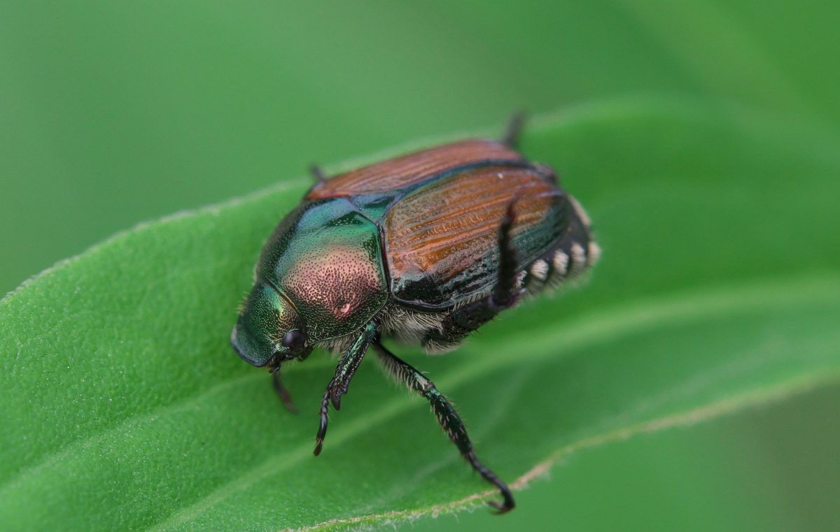7 Effective Japanese Beetle Control Methods - The Bug Agenda