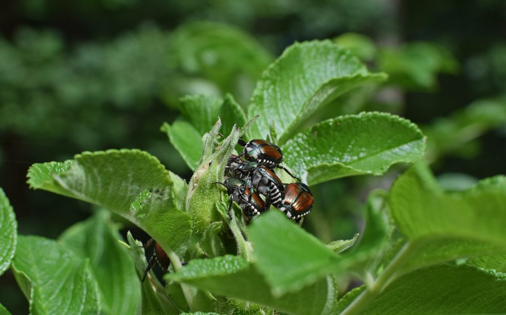 7 Effective Japanese Beetle Control Methods - The Bug Agenda