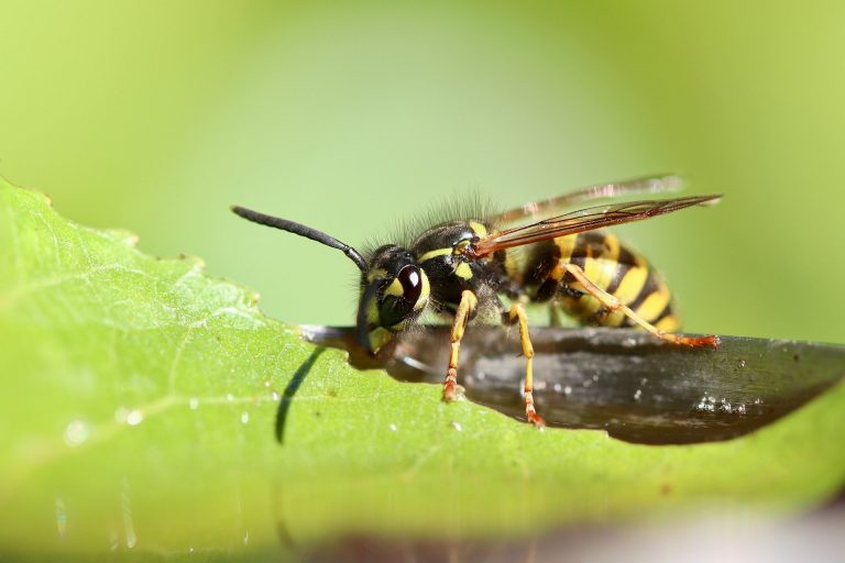 The Wrath of These Summer Bugs and Insects Will Come