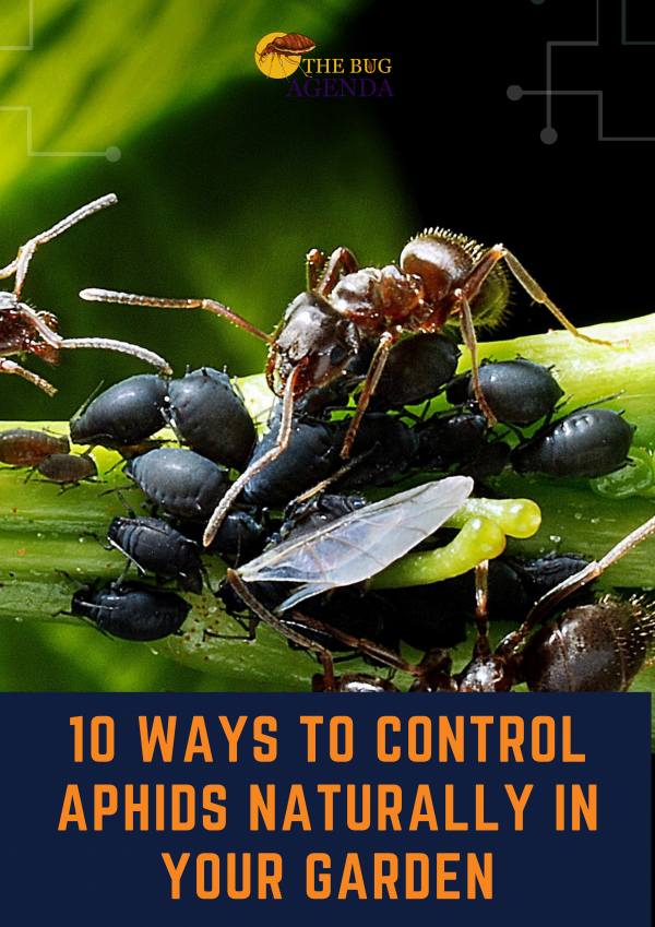 Organic Aphid Control: Ditch the Chemicals and Control Aphids Naturally