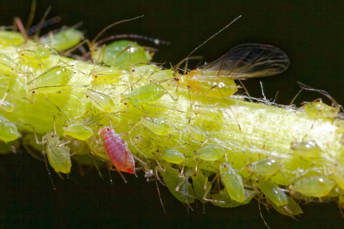 Aphids on Tomatoes: 10 Things You Should Know to Strengthen Defense
