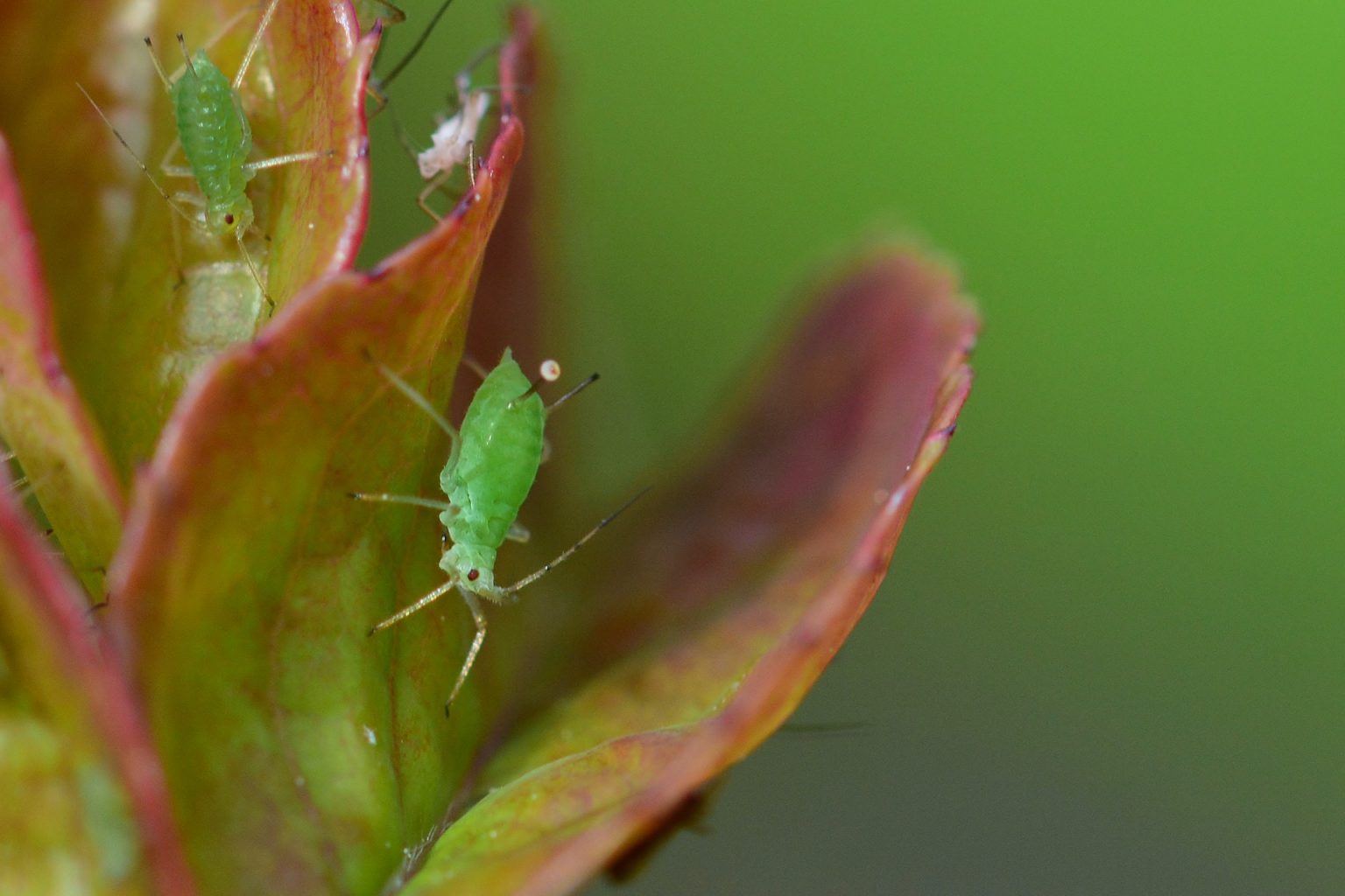 Organic Aphid Control: Ditch the Chemicals and Control Aphids Naturally