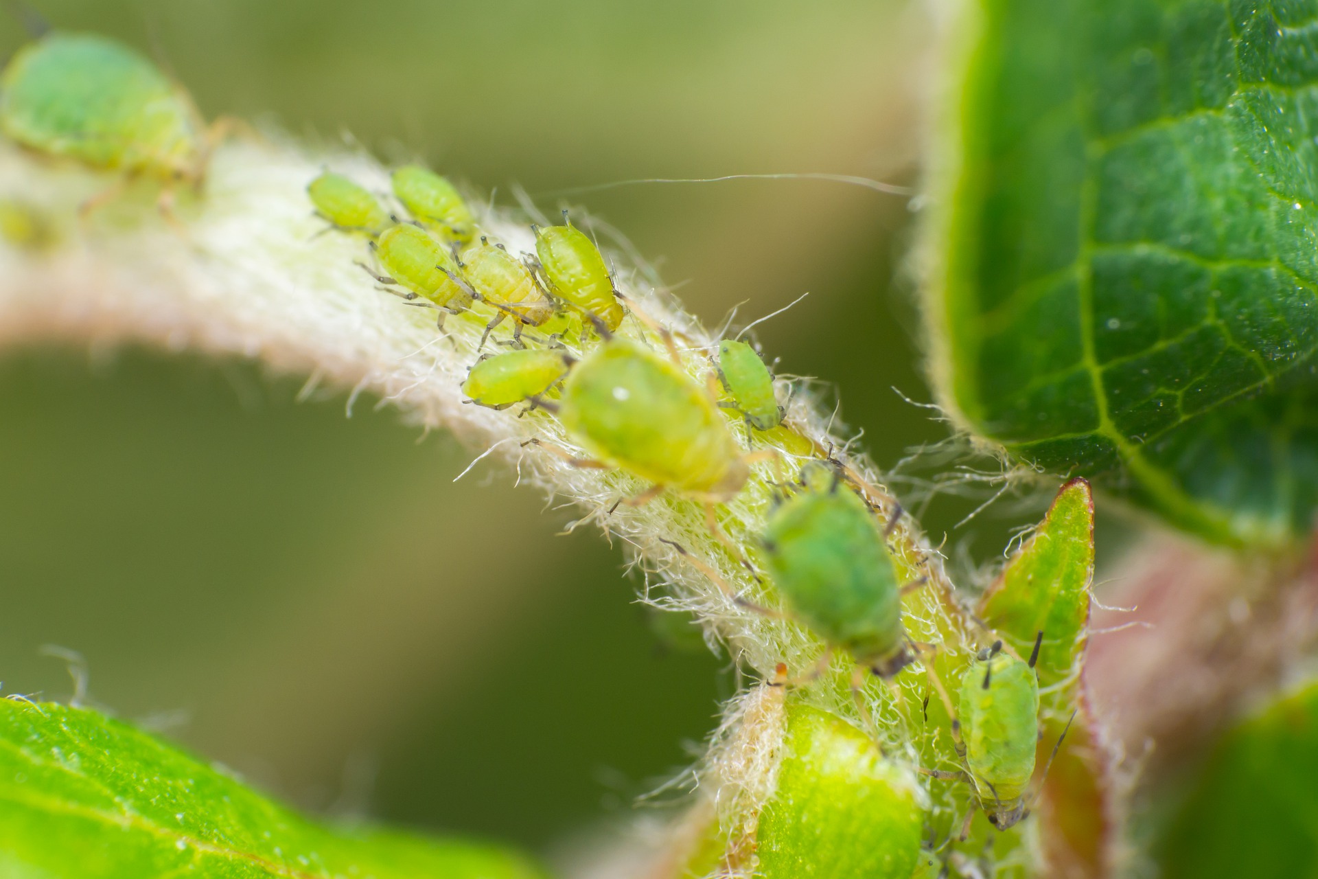 Chemical Control of Aphids: 6 Best Available Options - The Bug Agenda