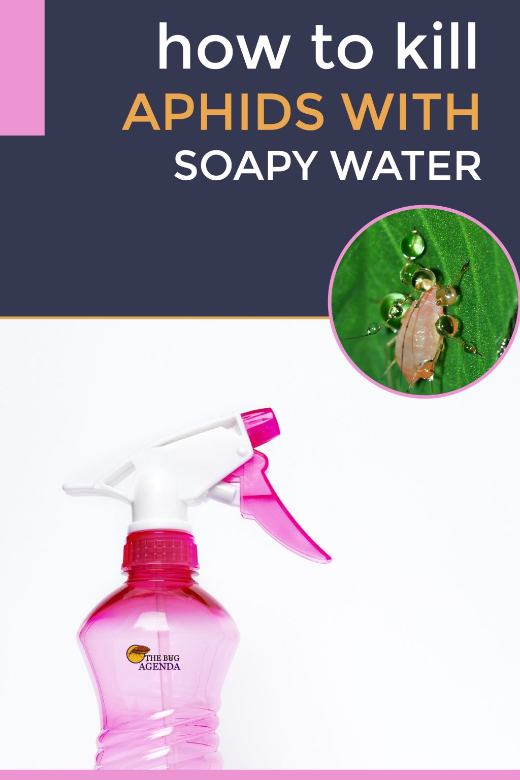 Killing Aphids with Soapy Water: Is It Safe & Effective? - The Bug Agenda