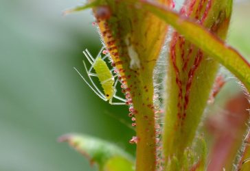 Chemical Control of Aphids: 6 Best Available Options - The Bug Agenda
