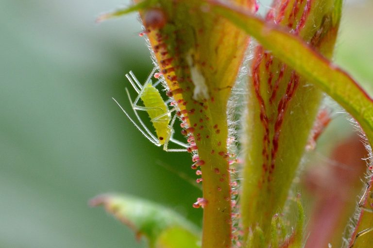 Killing Aphids with Soapy Water: Is It Safe & Effective? - The Bug Agenda