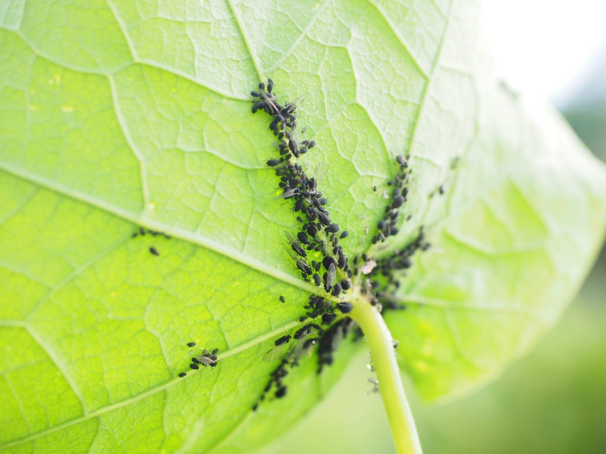 How to Get Rid of Aphids on Plants in Your Garden - The Bug Agenda