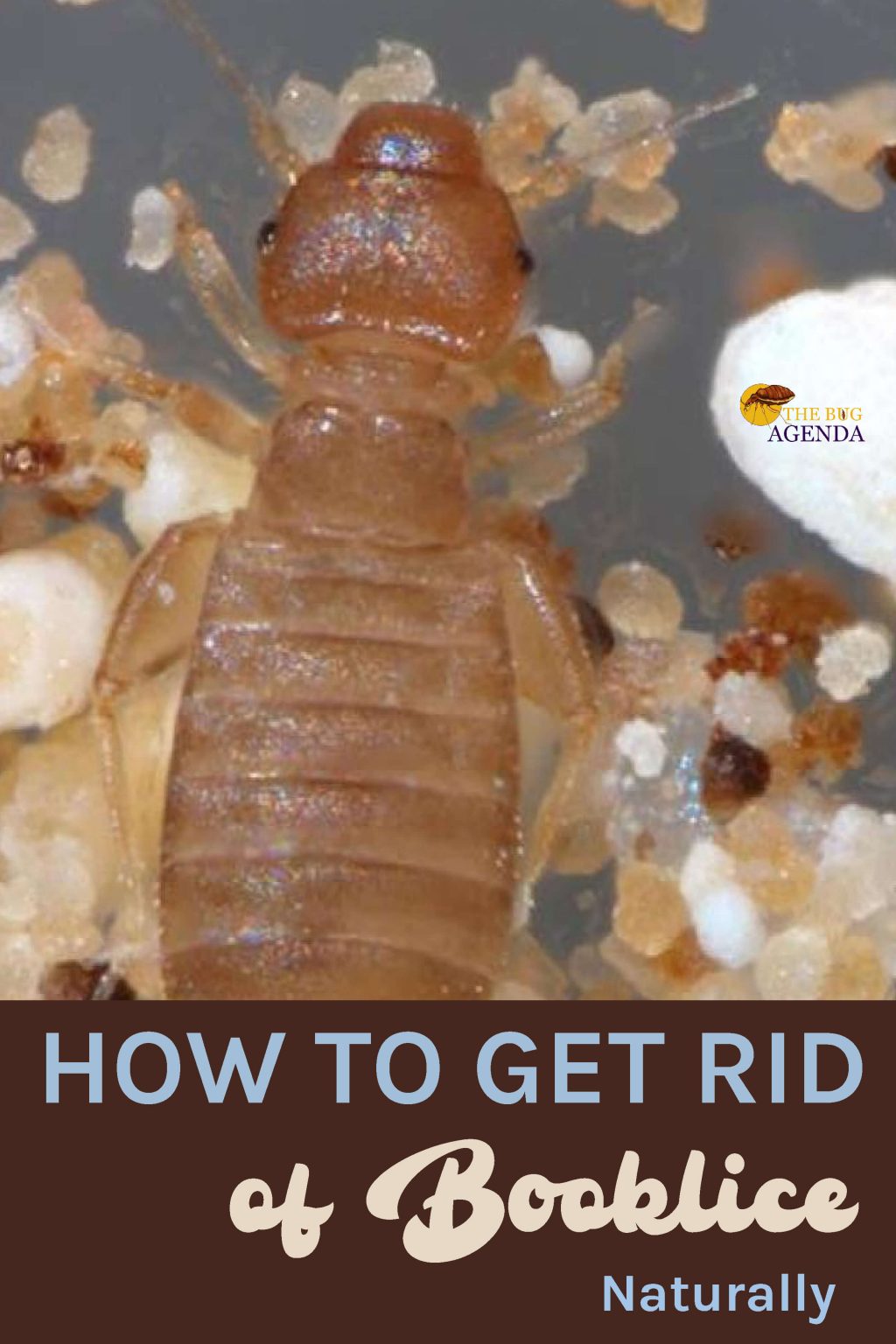 How to Get Rid of Booklice Naturally - The Bug Agenda