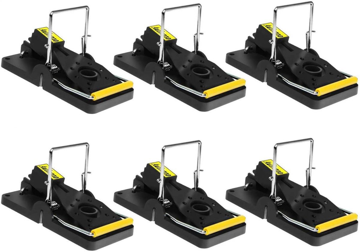 The Best Ways to Get Rid of Mice in a House - The Bug Agenda