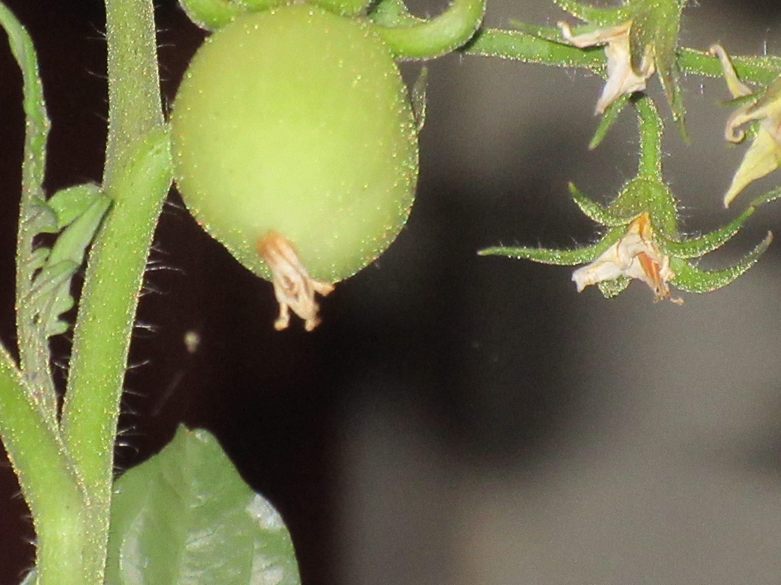 Pests of Tomatoes and What to Do About Them - The Bug Agenda
