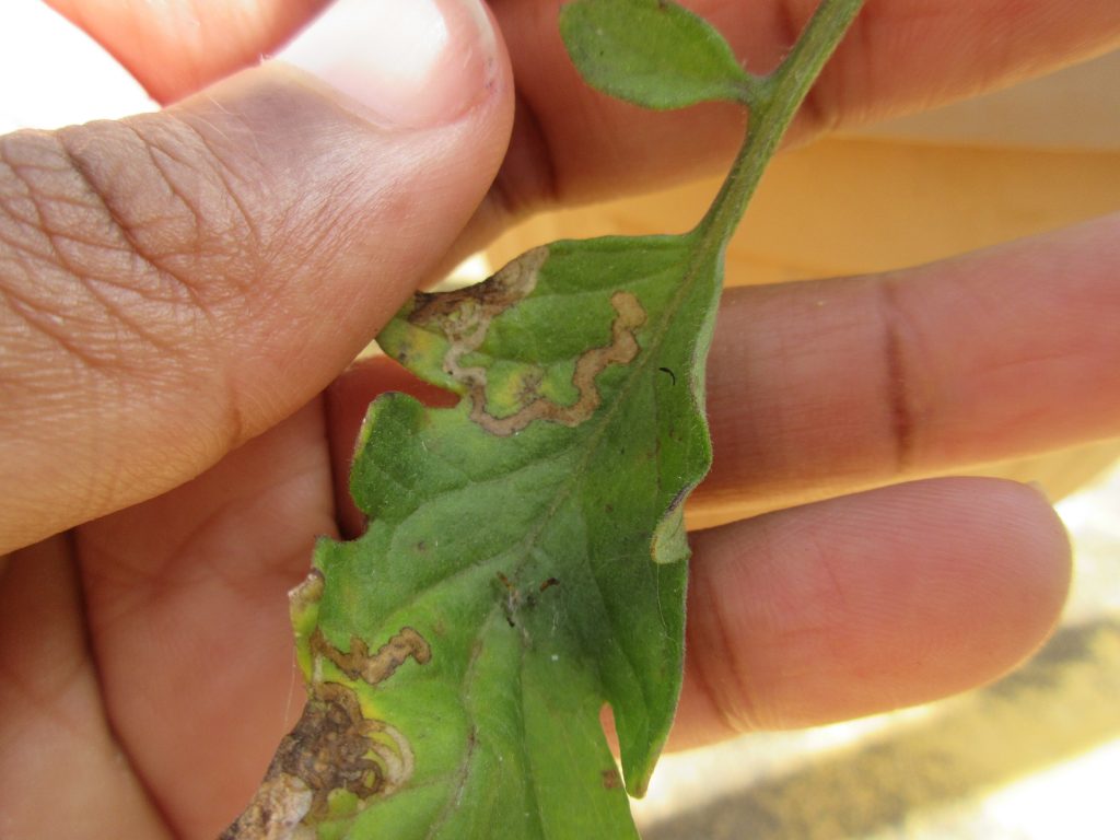Pests of Tomatoes and What to Do About Them - The Bug Agenda