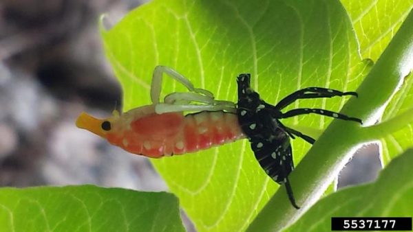 How to Get Rid of Spotted Lanternflies: 6 Effective Methods