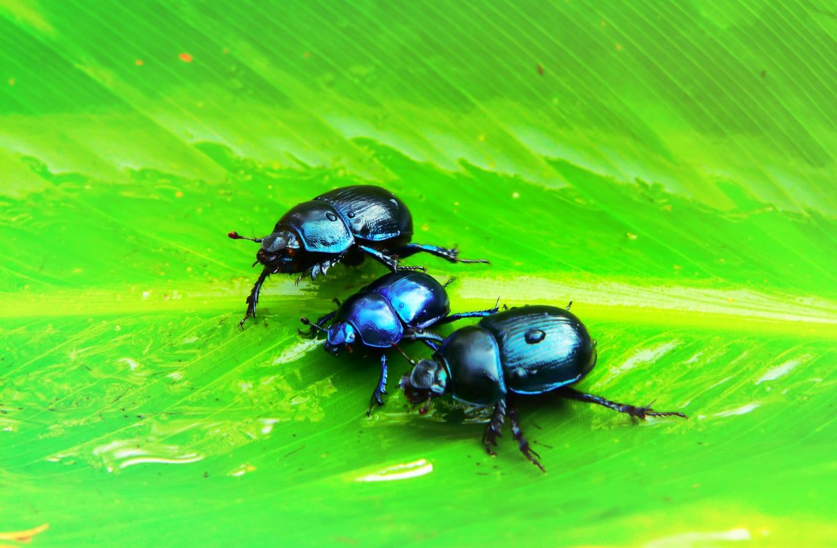 9 Interesting Facts About Beetles You Probably Didn't Know