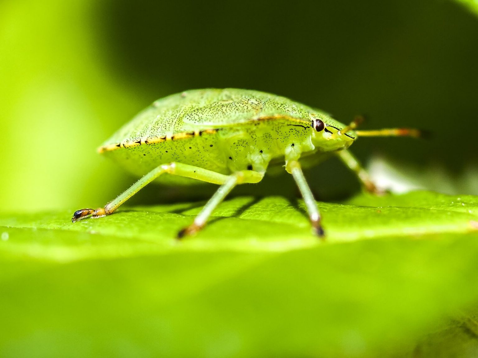 Insect Odors: 8 Insects and Bugs that Smell Bad and Pungent