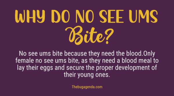 No See Um Bites: All You Need to Know -- The Bug Agenda