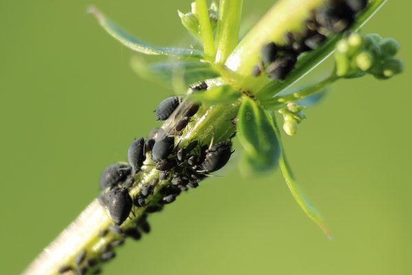 Killing Aphids with Soapy Water: Is It Safe & Effective? - The Bug Agenda