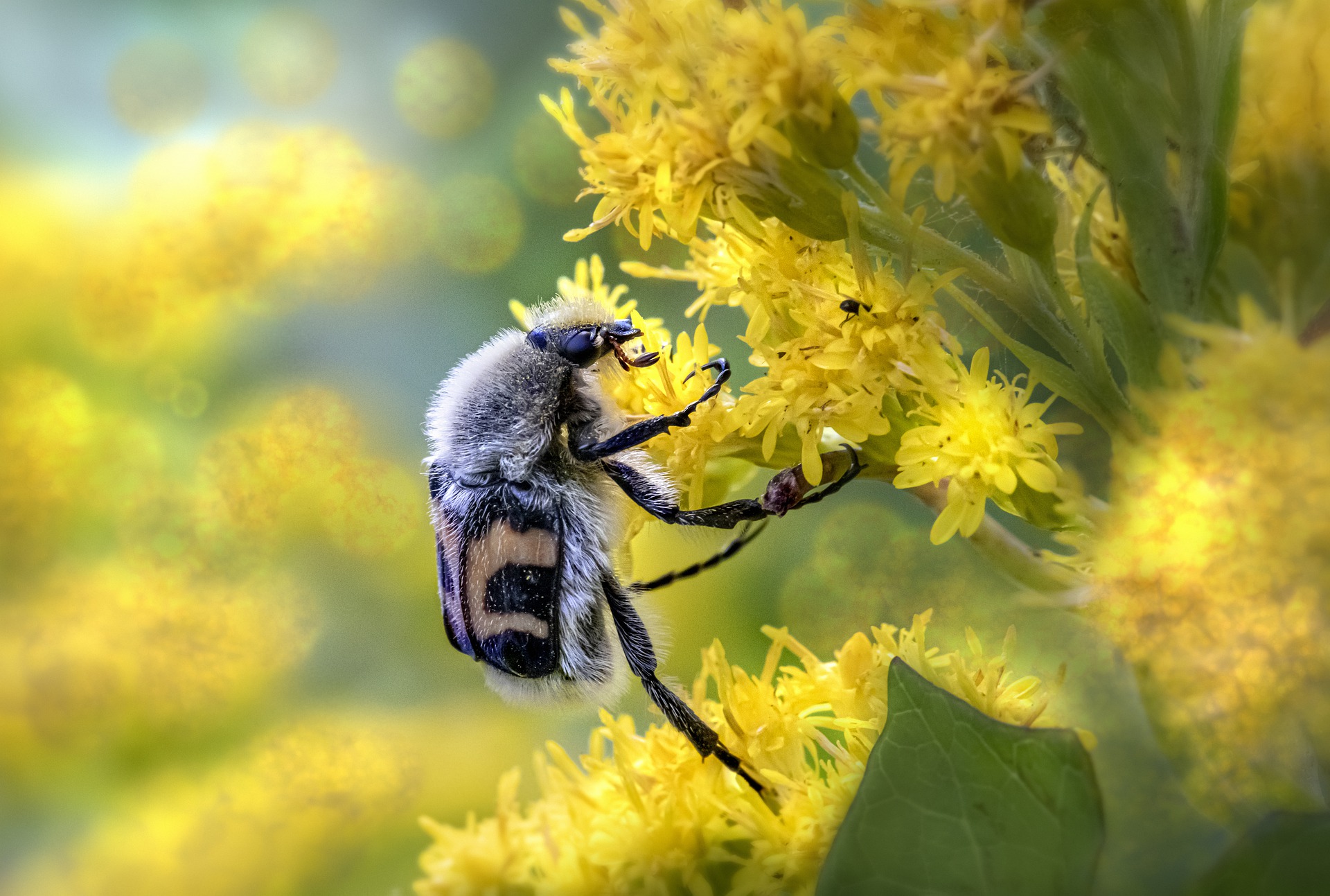 5 Insects that Look Like Bees - The Bug Agenda