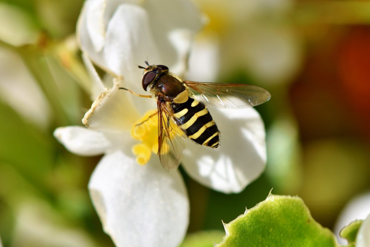 5 Insects that Look Like Bees - The Bug Agenda