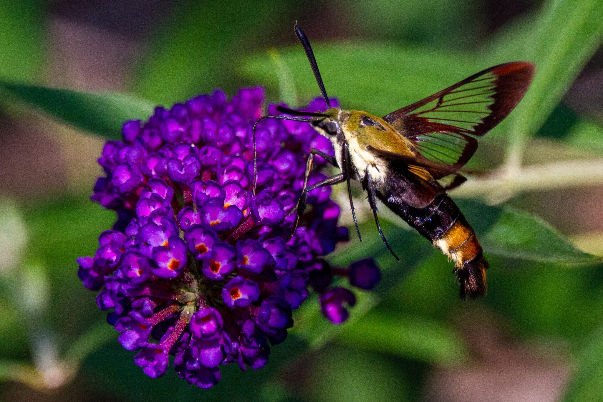 5 Insects that Look Like Bees - The Bug Agenda