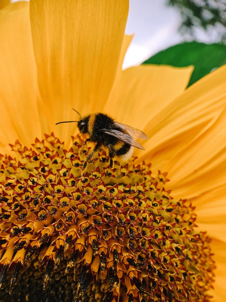 5 Insects That Look Like Bees The Bug Agenda