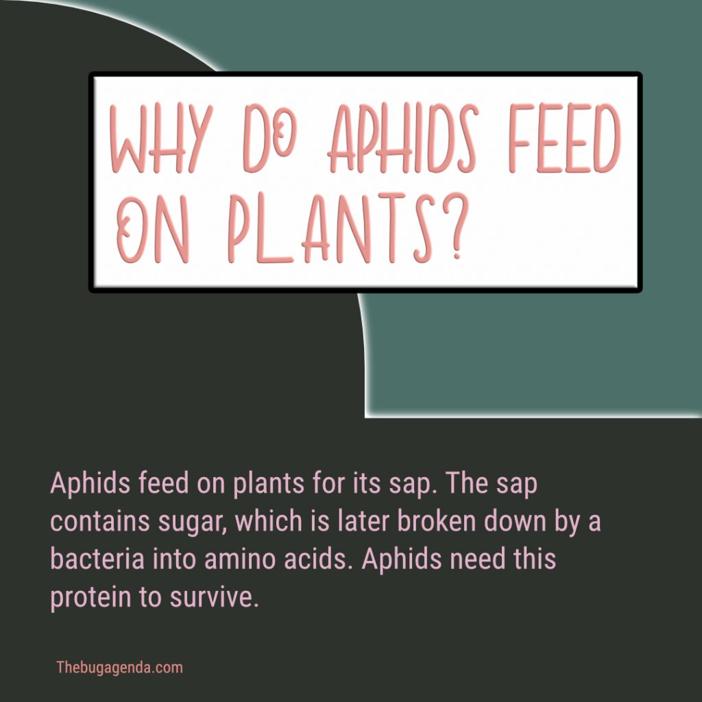 What Do Aphids Eat and How do They Affect Plants?