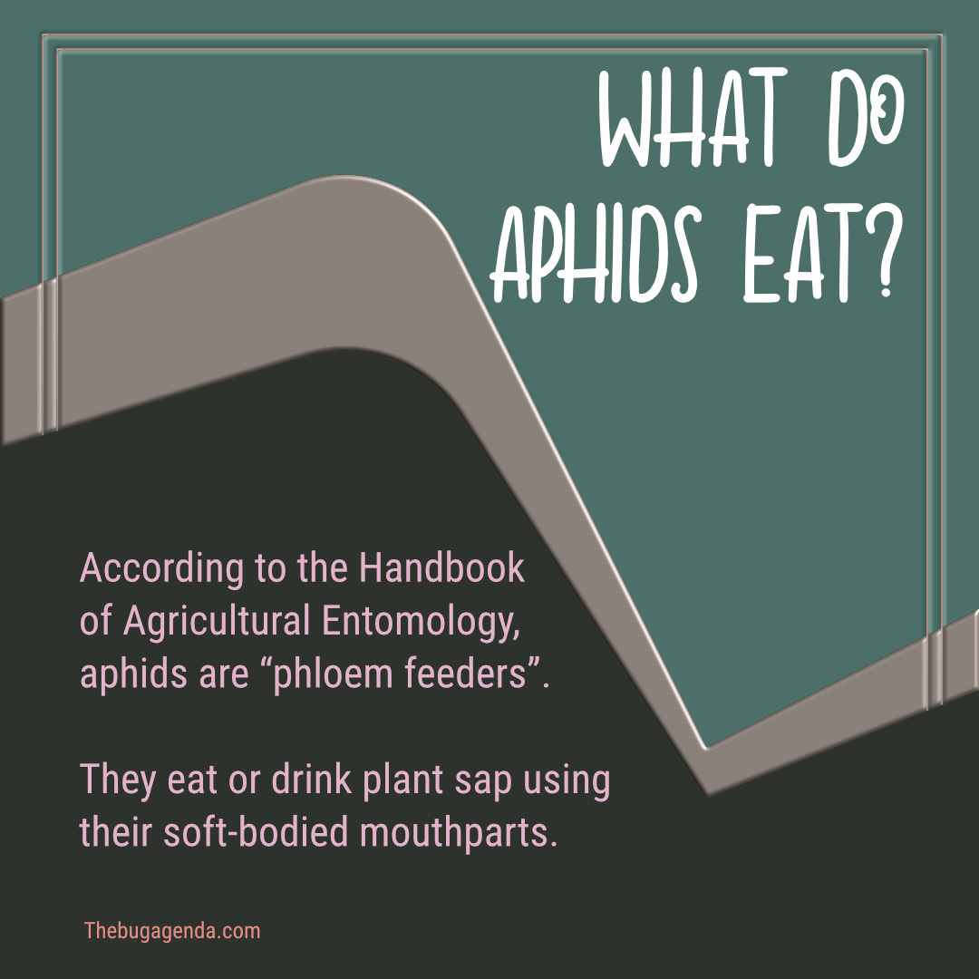What Do Aphids Eat and How do They Affect Plants?