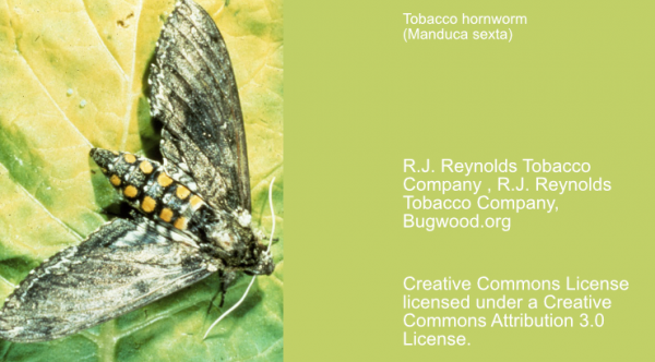 Tomato Hornworms: A Comprehensive Guide for Gardeners and Curious Minds ...