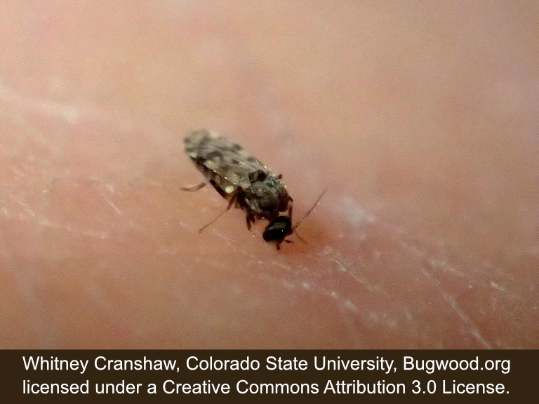 No See Um Bites: All You Need to Know -- The Bug Agenda