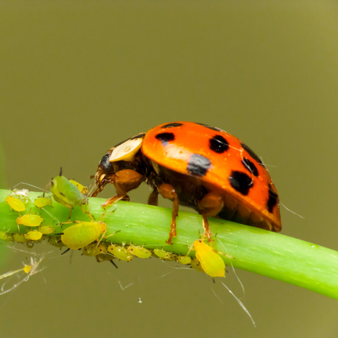 8 Bugs That Eat Aphids Nature s Pest Control The Bug Agenda 8 Bugs That Eat Aphids Nature s Pest Control The Bug Agenda