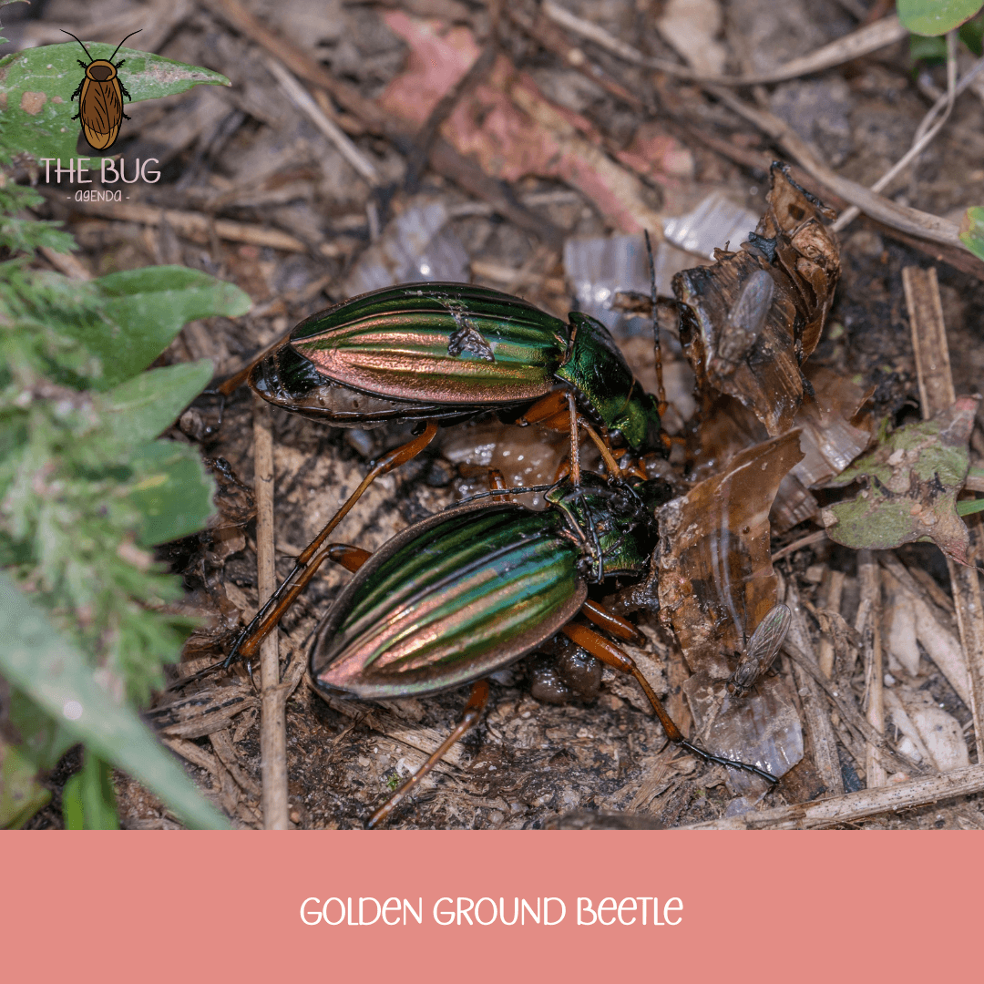 7 Green Iridescent Beetles You Might Spot In The Wild