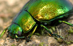 The Shiny Metallic Green Beetle: What Is It? - The Bug Agenda