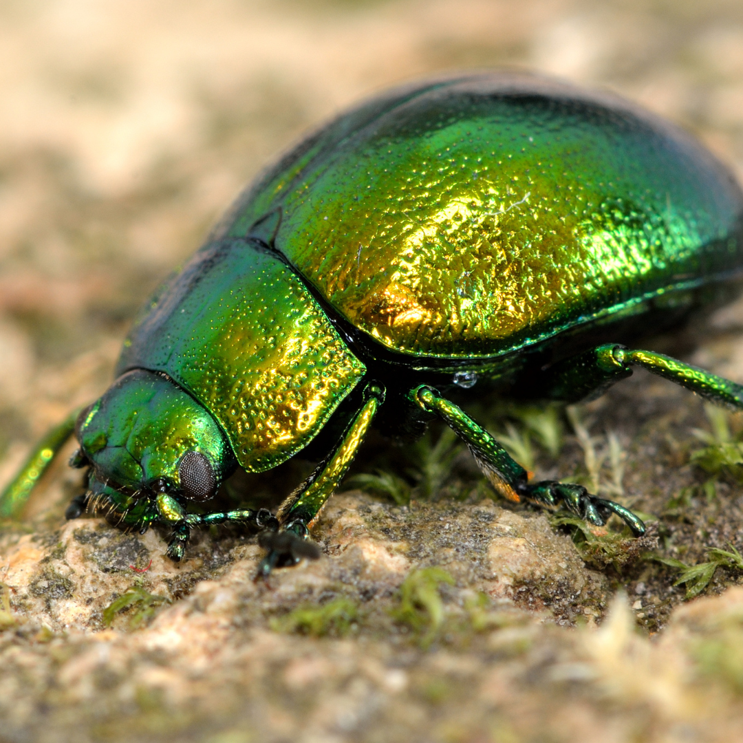Green Beetle Identification Green Beetle Identification