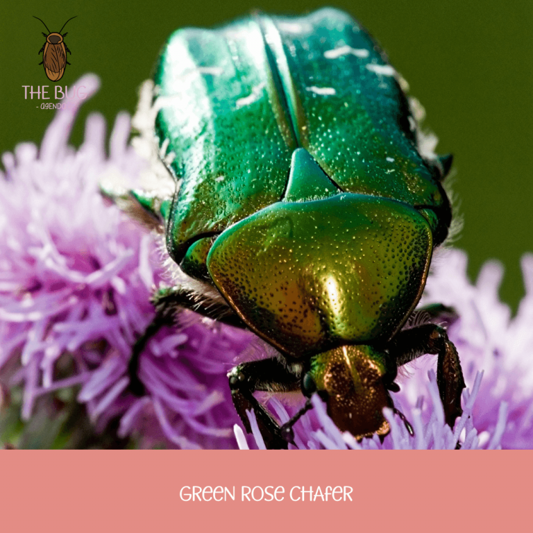 7 Green Iridescent Beetles You Might Spot In The Wild