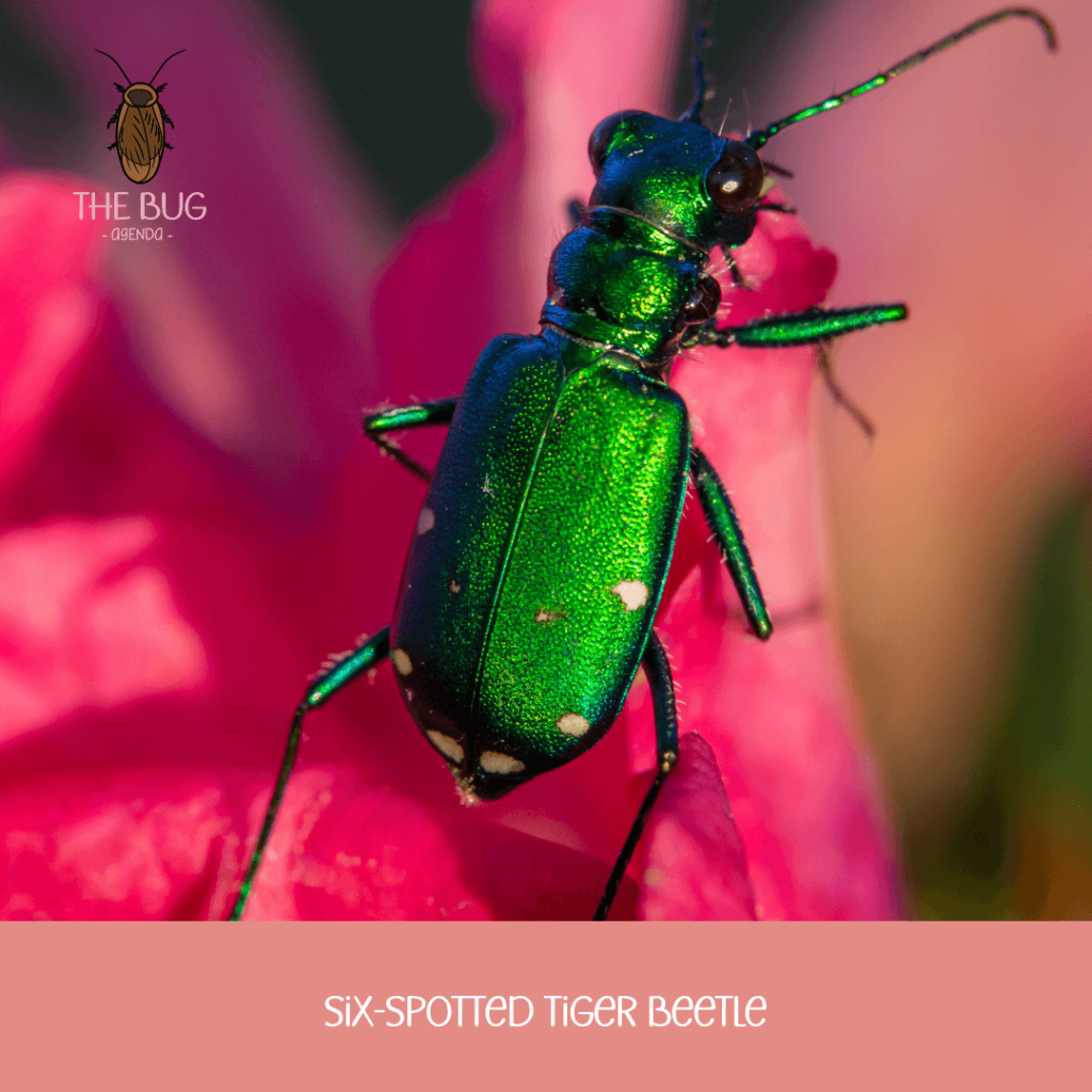 7 Green Iridescent Beetles You Might Spot In The Wild