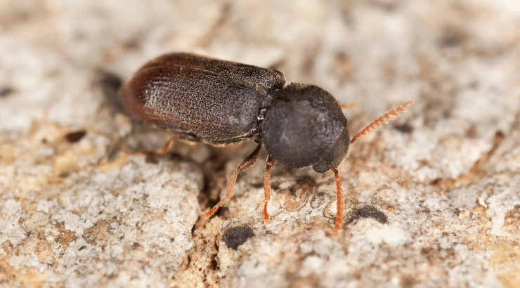 Different Types of Beetles Around the World - The Bug Agenda