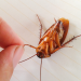 5 Surprising Insects that are Winter Bugs that Bite
