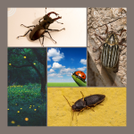 Get to Know These 20 Common Beetles and Their Behavior