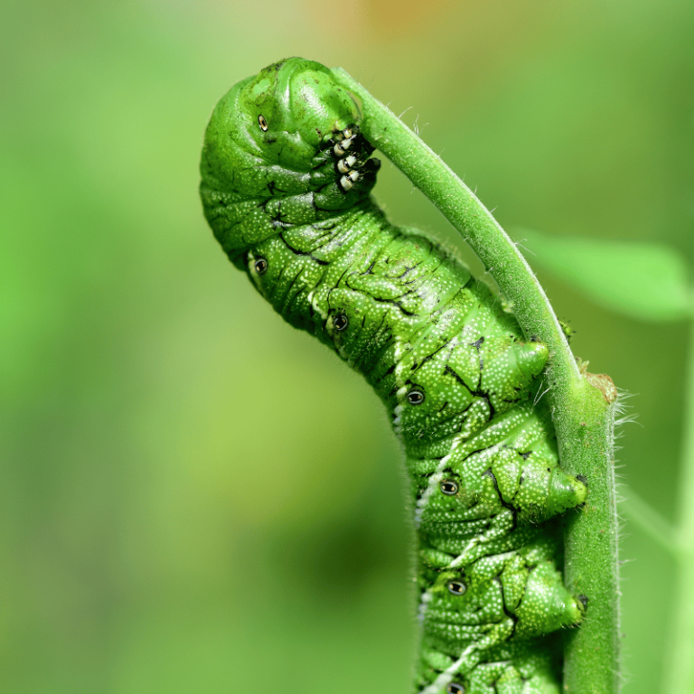 10 Fascinating Facts About Tobacco Hornworms — The Bug Agenda