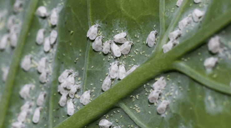 Common Garden Pests: A Guide to Protecting Your Plants