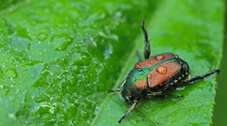 Common Garden Pests: A Guide to Protecting Your Plants