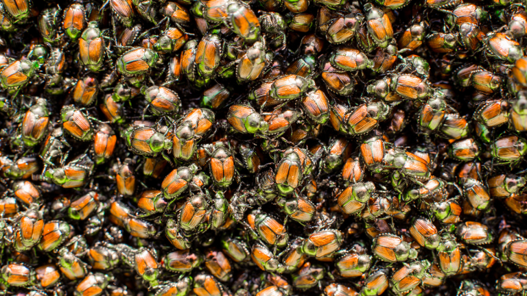 Get to Know These 20 Common Beetles and Their Behavior