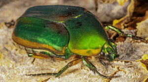 9 Different Types of June Bugs (Beetles) to Look Out For