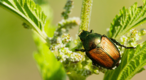 9 Different Types of June Bugs (Beetles) to Look Out For