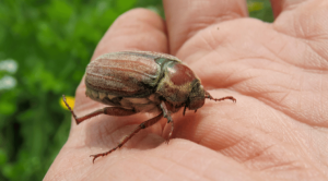 9 Different Types of June Bugs (Beetles) to Look Out For