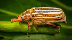 9 Different Types of June Bugs (Beetles) to Look Out For